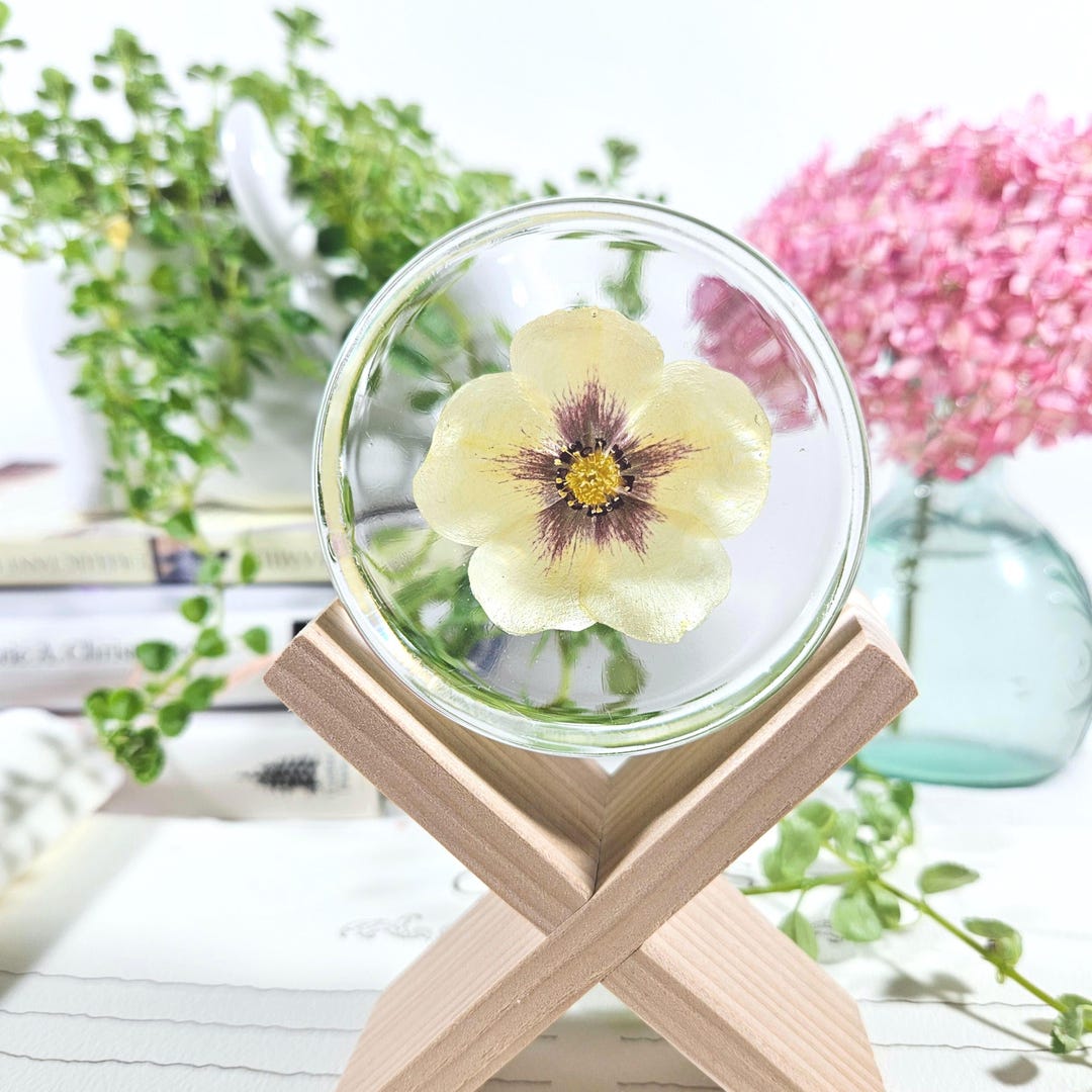 Helleborus 'spanish Flare' in Resin Round: Natural Flower Keepsake Gift ...