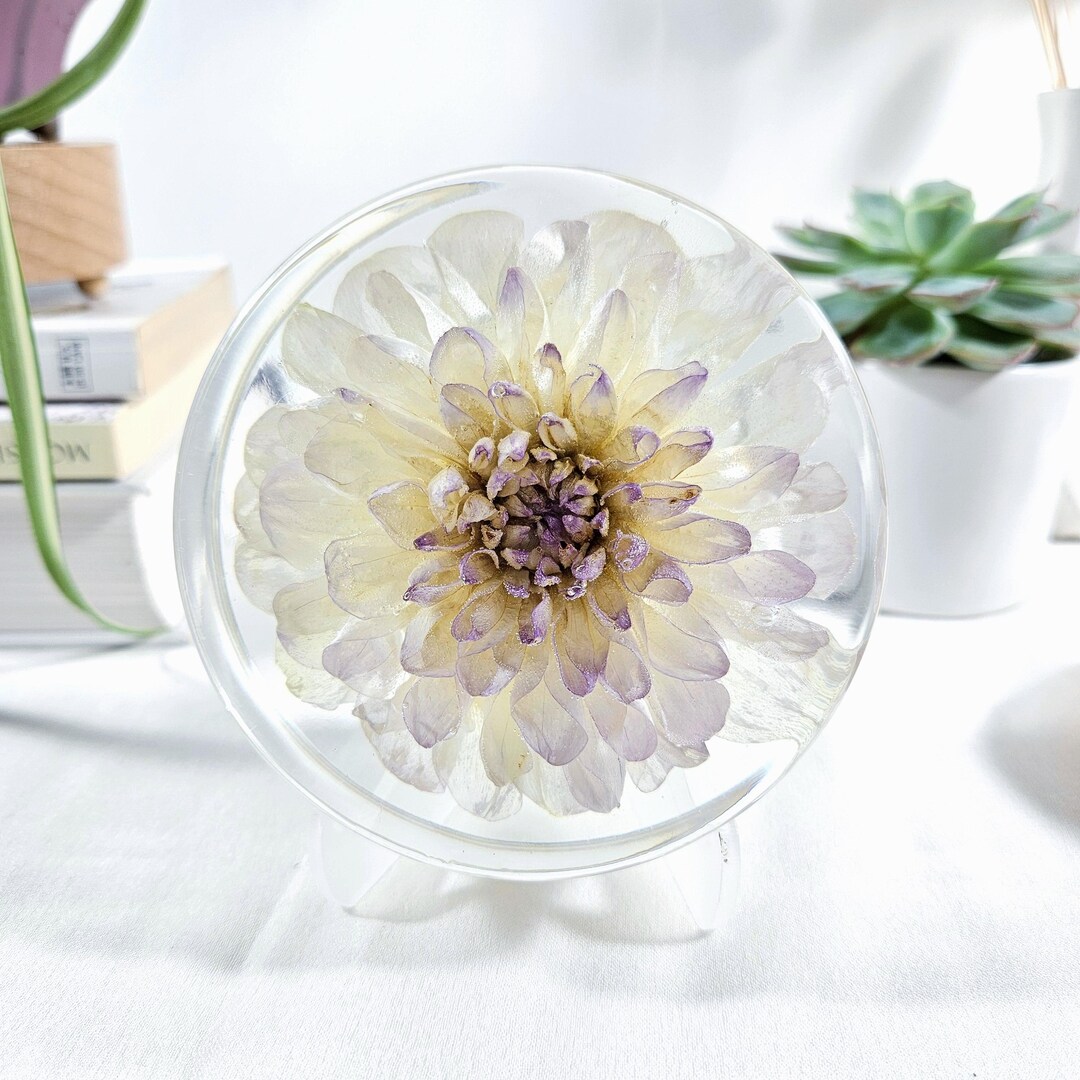 Dahlia "eveline" in Resin Round: Nature-inspired Keepsake Decor - Etsy