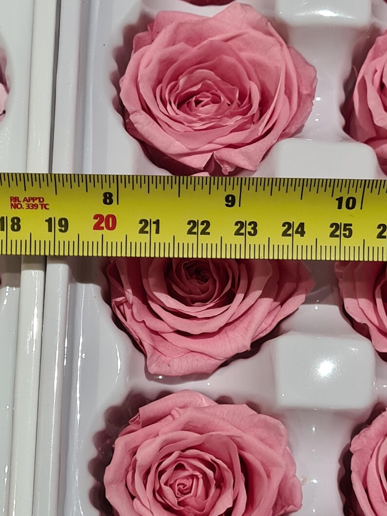 10 Pastel Pink Roses per Box REAL Always FRESH Roses - Etsy