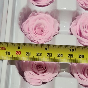 10 Pastel Pink Roses per Box REAL Always FRESH Roses Preserved Flowers ...