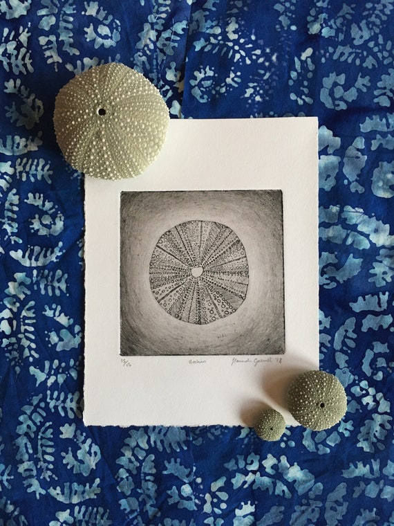 Urchin / Intaglio Copperplate Line Etching Print | Etsy