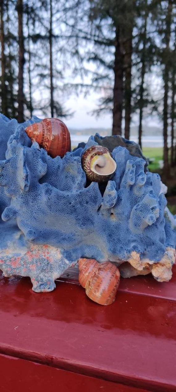 Turbo Petholatus-snakeskin Turbo Natural Unpolished | Etsy