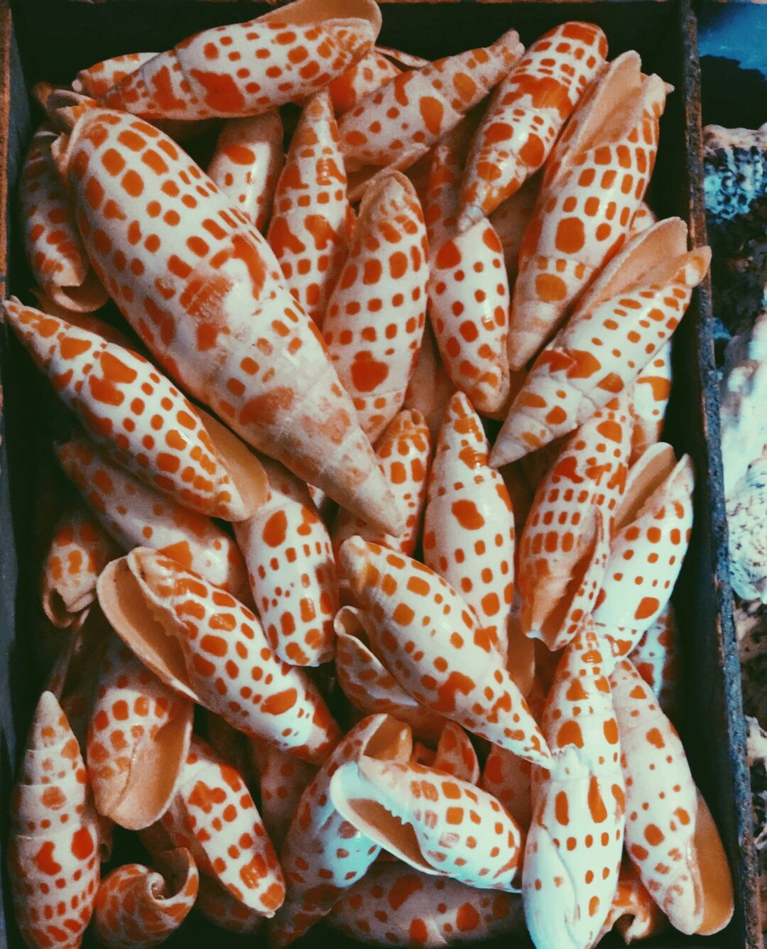 Mitra Mitra Snail Shell - Etsy