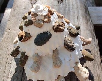 52.6mm FLORIDA Keys Found Xenophora Conchyliophora ATLANTIC CARRIER ...