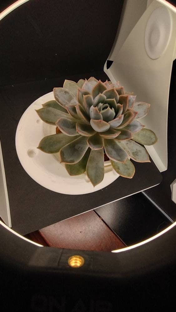 Moon Planter Astrology Desk Office House Warming Gift | Etsy