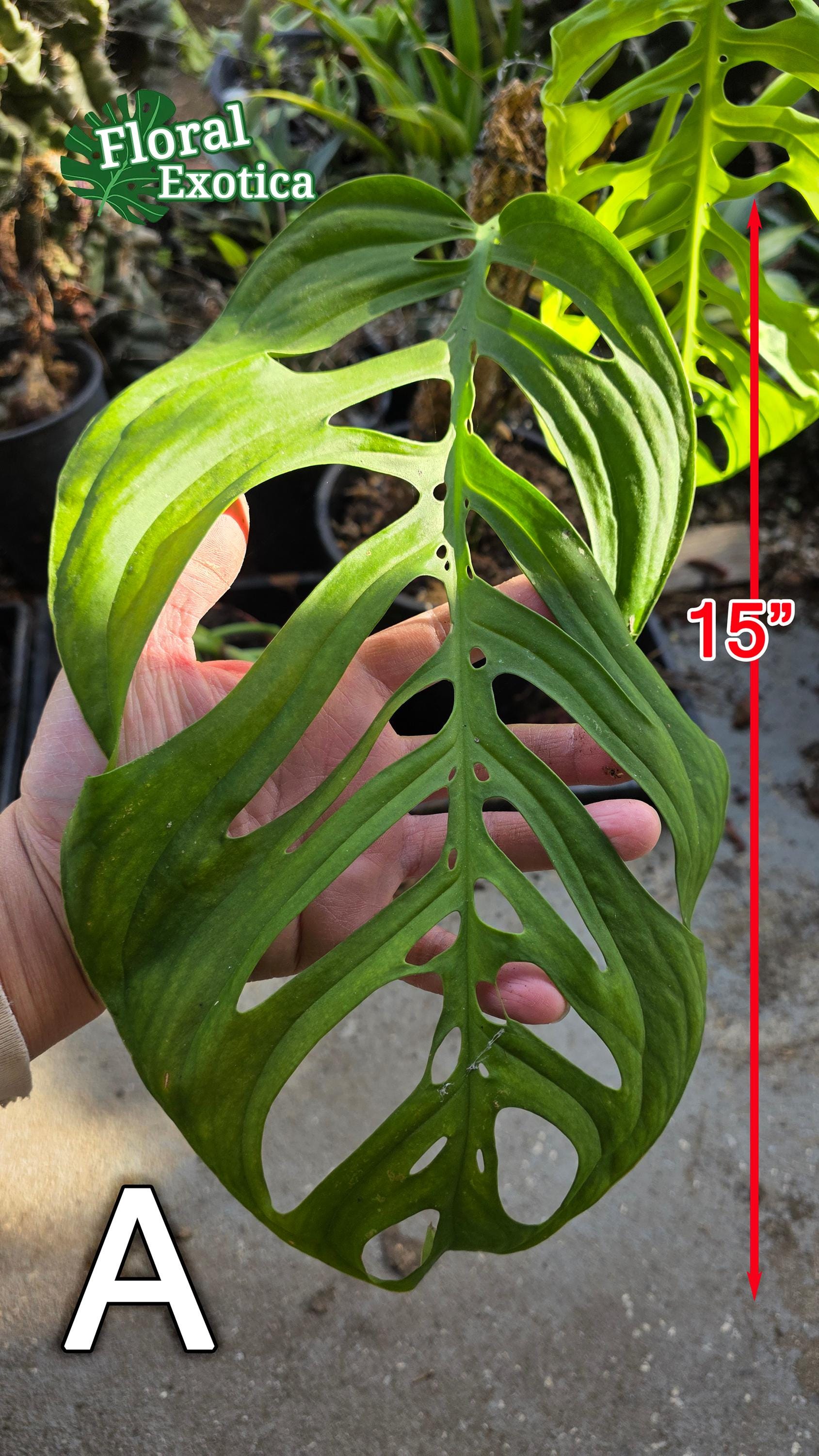 Monstera Esqueleto - Formerly Monster Epipremnoides - Extra Large Size ...