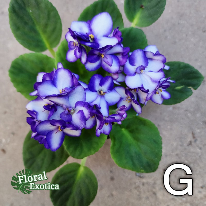 Violet Planter - Etsy