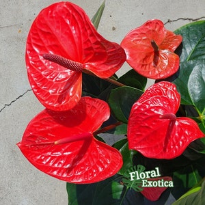 Anthurium Impulz: Full Red Novelty Anthurium - 6 Inch Pot - Etsy