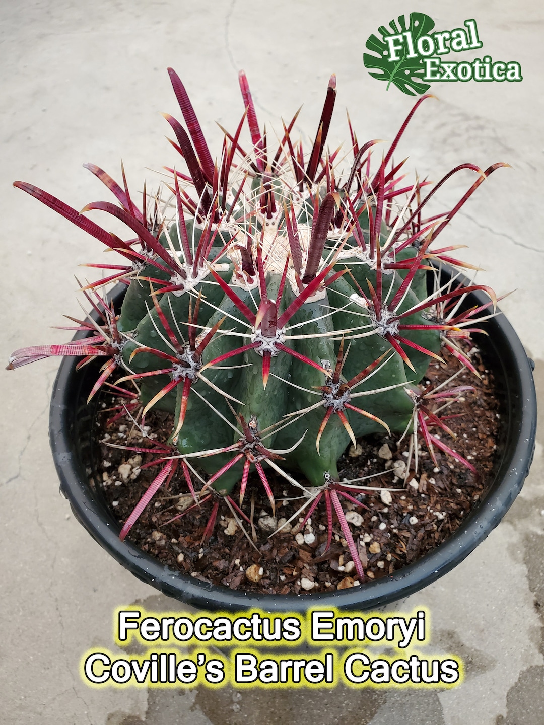 Emoryi's Barrel Cactus - Ferocactus With Red Hooked Spines - for ...