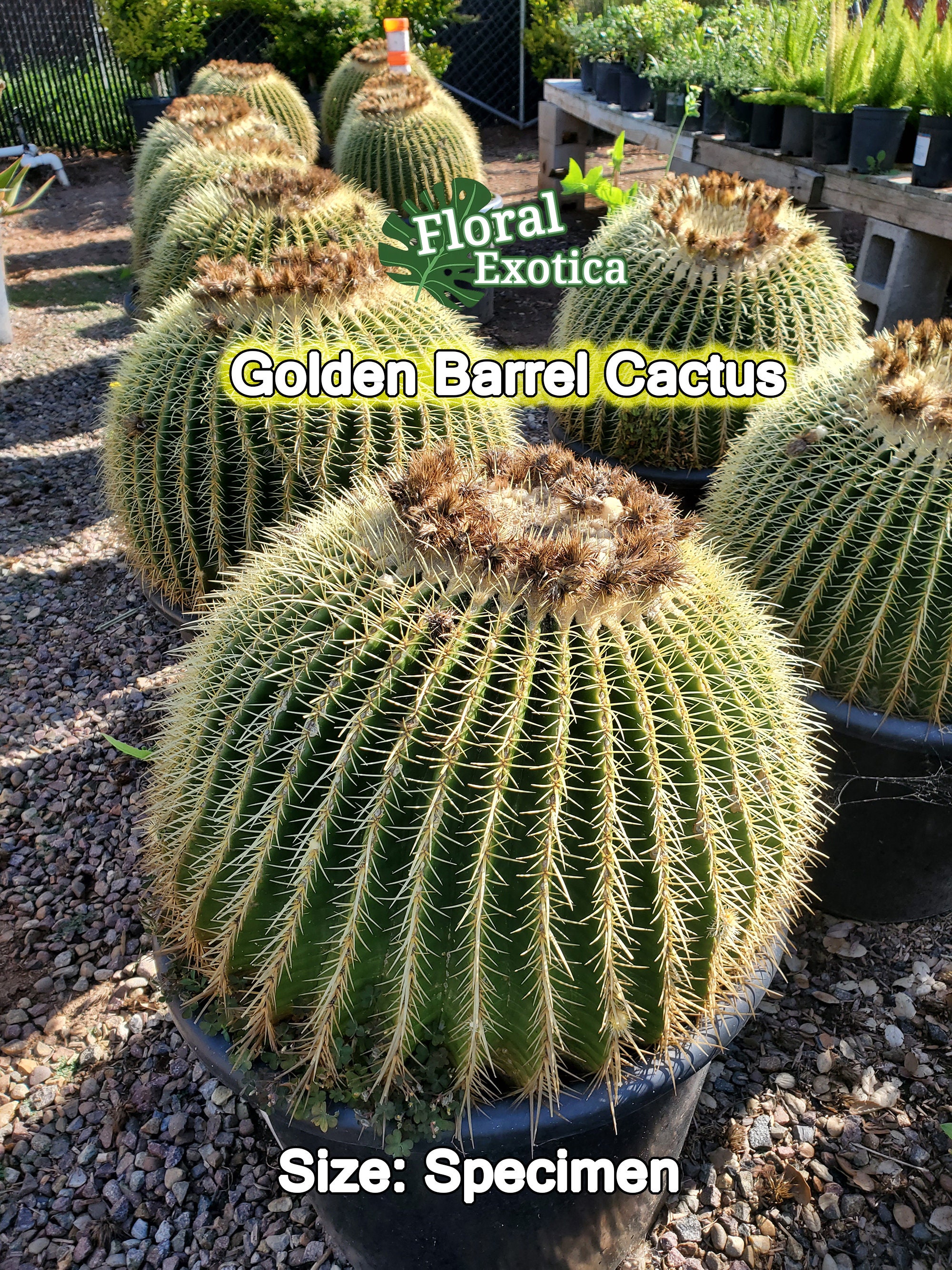 Large Golden Barrel Cactus Echinocactus grusonii Cactus. | Etsy