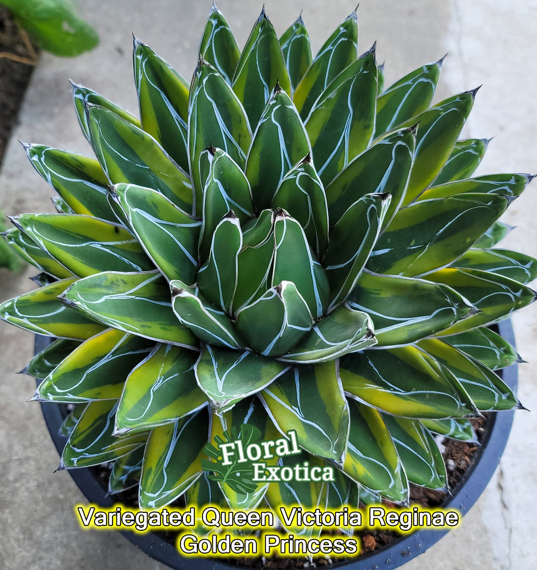 Golden Princess Agave - アガベ - 龍舌蘭専門店 - Specialty Agave Shop - US Stock ...