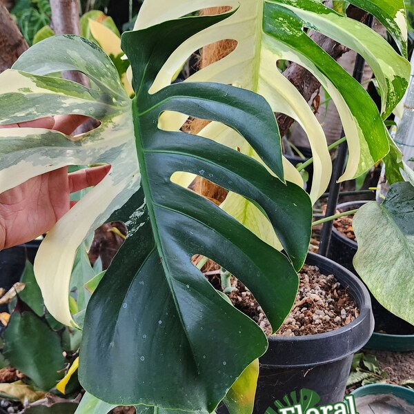 Monstera Mint - Etsy