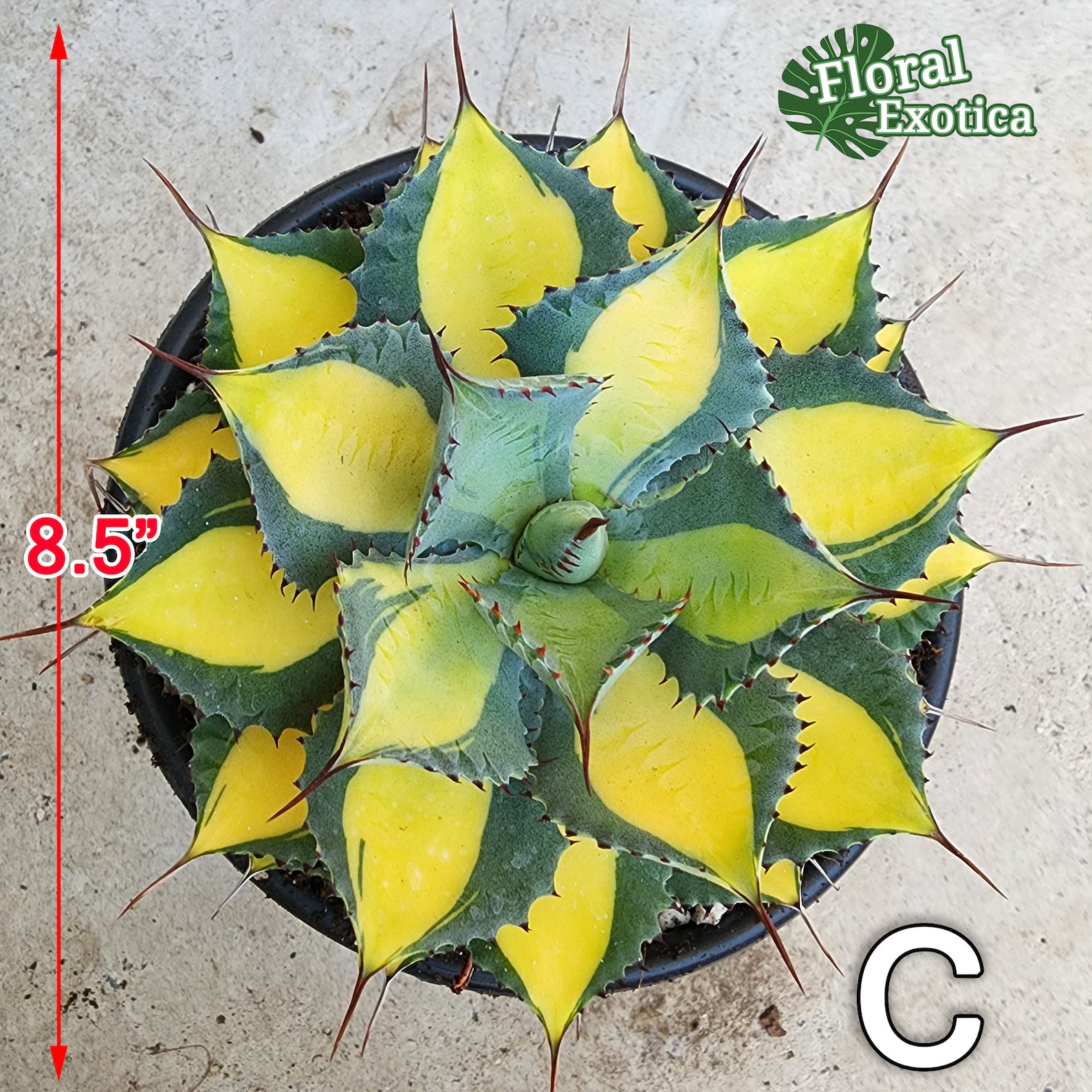 Agave Isthmensis "rum Runner" - アガベ ポタトラム 山宅雷神 極上錦/黄中斑 - 龍舌蘭専門店 ...