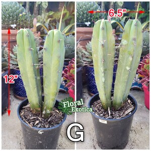 Blue Myrtle-bilberry Cactus Blueboys Myrtillocactus Geometrizans ...