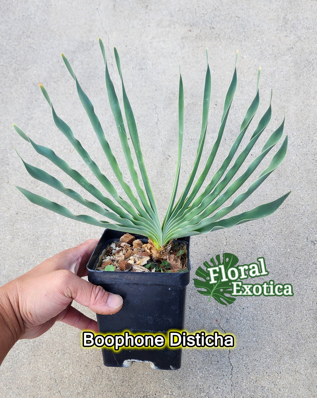 Boophone Disticha Exact Specimen Fast US Shipping - Etsy