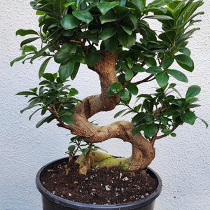 Fully Trained Premium Ficus Bonsai 10 Year Old Specimen Ficus Retusa ...