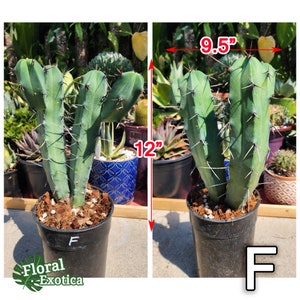 Blue Myrtle-bilberry Cactus - Blueboys - Myrtillocactus Geometrizans ...