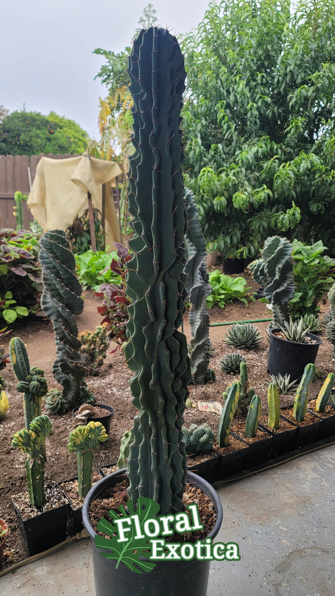 Blue Monstrose Peruvian Cactus Cuttings Rare Strain of Apple - Etsy