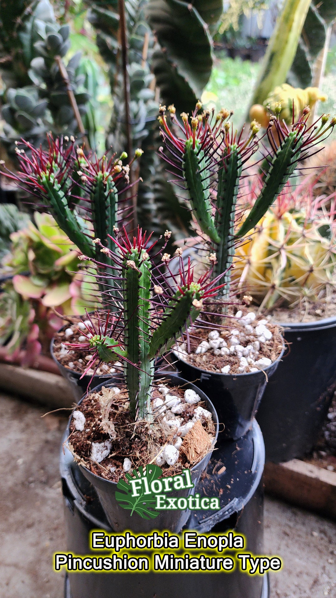 Pincushion Euphorbia Enopla - Miniature Euphorbia - US Shipping - Etsy