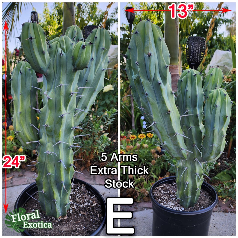 Large Blue Myrtle Cactus (myrtillocactus Geometrizans) - Garambullo - Etsy