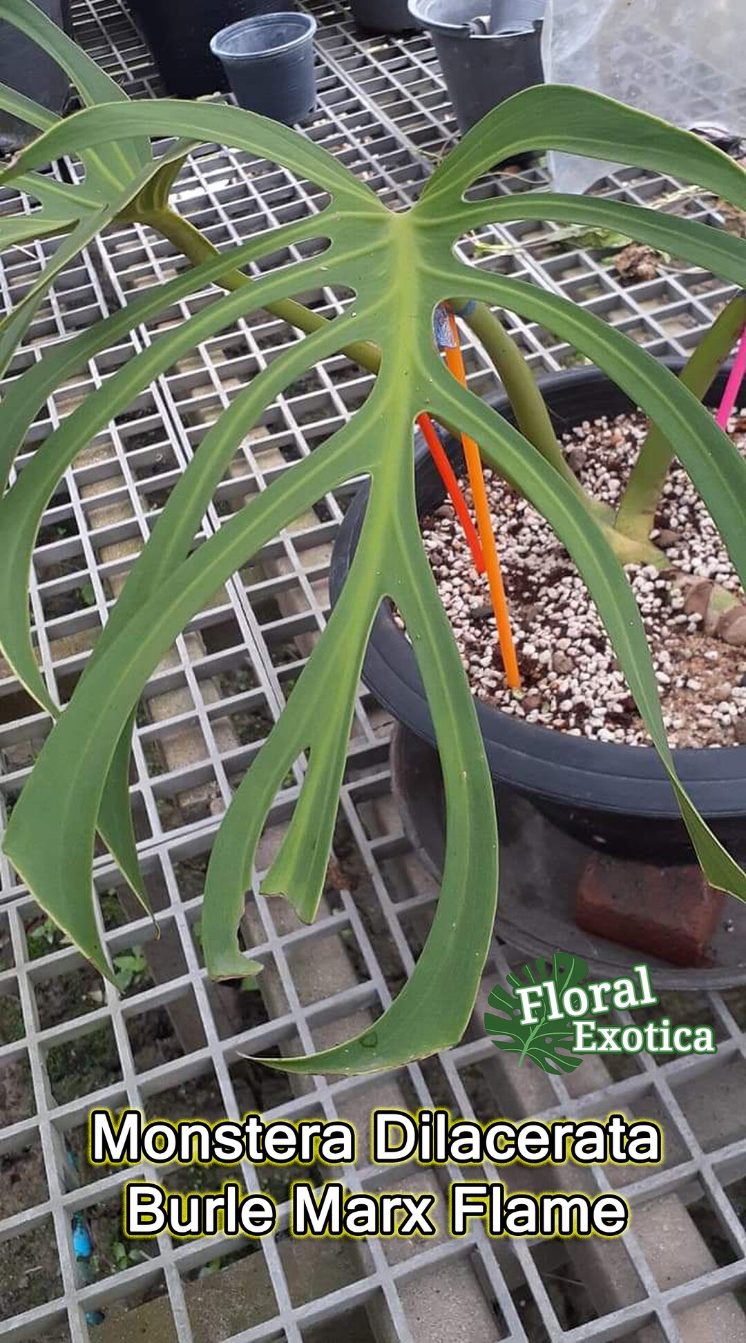 Monstera Dilacerata Burle Marx Flame Bone Monstera FREE - Etsy UK