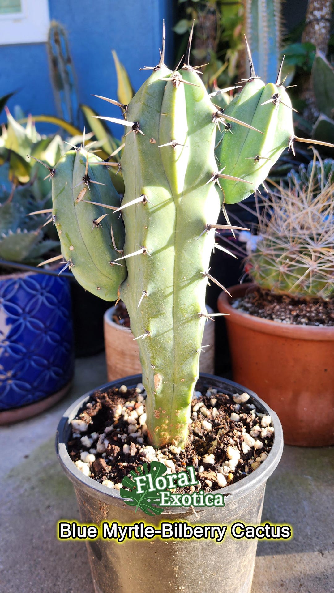 Blue Myrtle-bilberry Cactus - Blueboys - Myrtillocactus Geometrizans ...