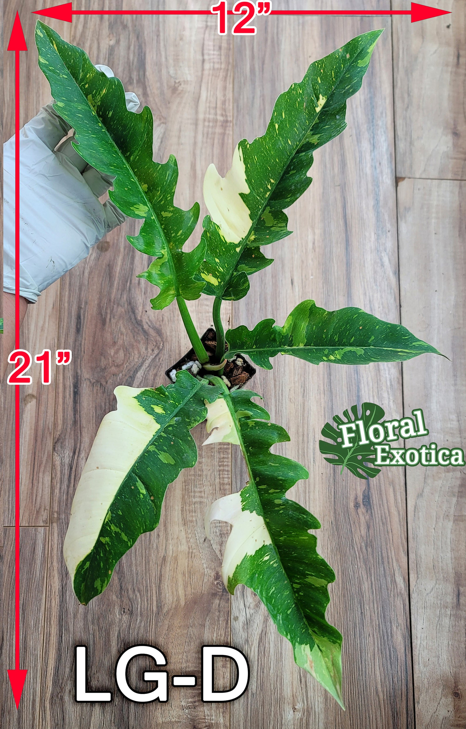 Variegated Ring of Fire Philodendron Premium Specimen Free - Etsy