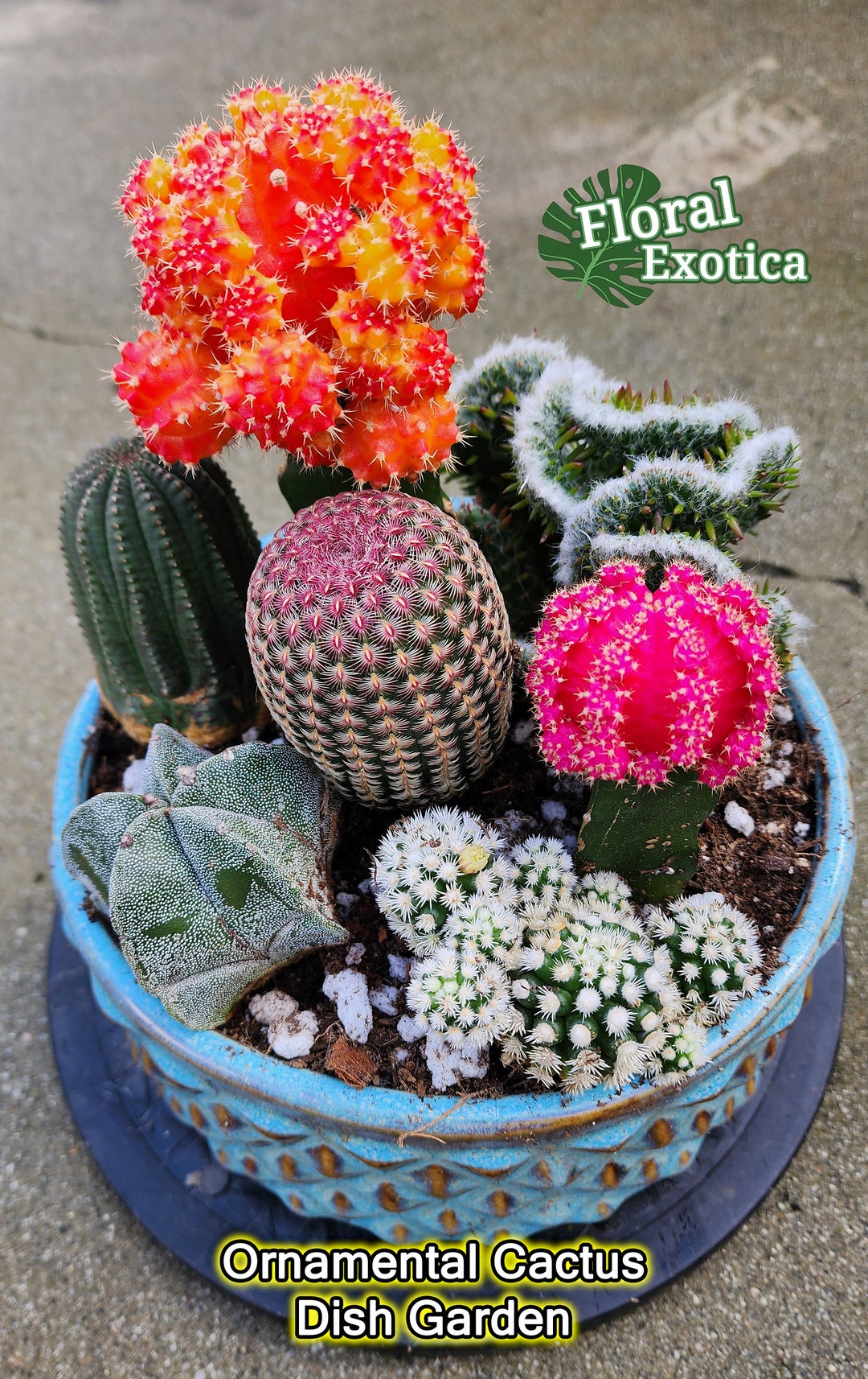 Ornamental Cactus Dish Garden in Ceramic Dish Exact Combo Great Gift ...