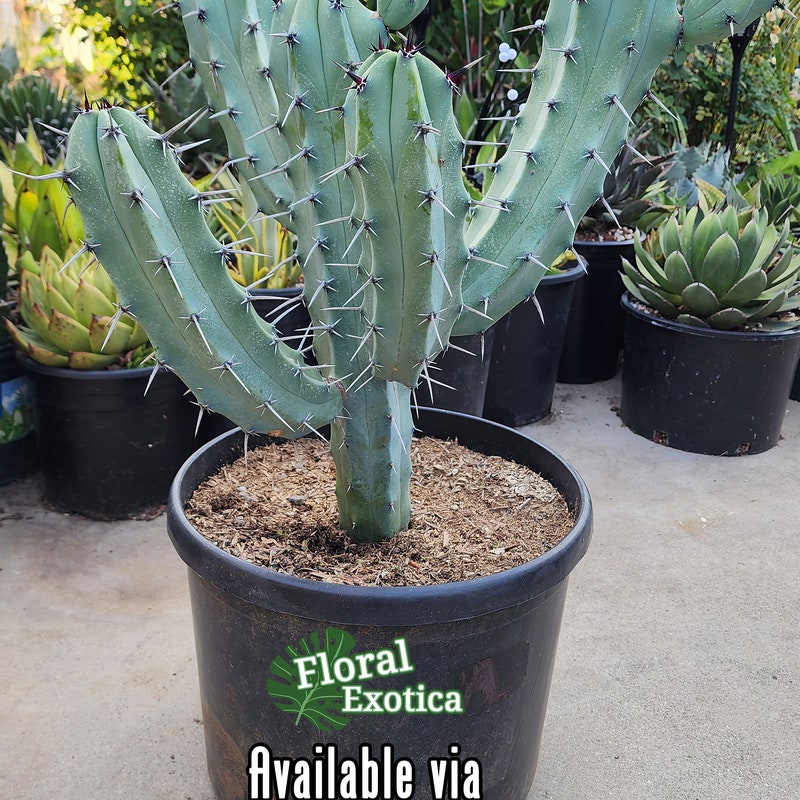 Blue Cactus - Etsy