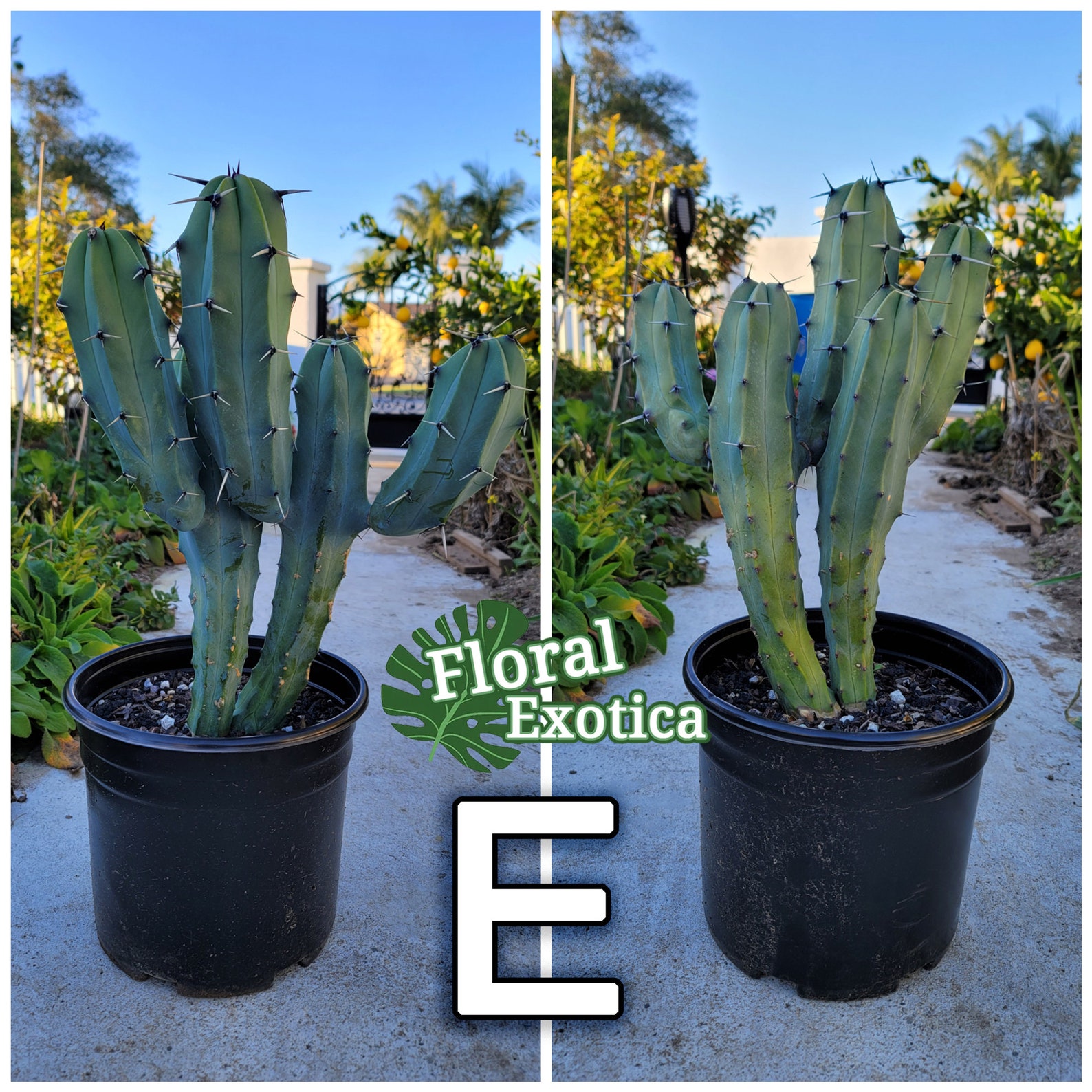 Blue Myrtle-bilberry Cactus Blueboys Myrtillocactus - Etsy