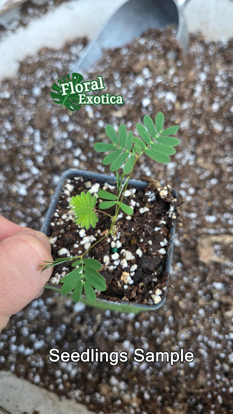 Mimosa Pudica Seedlings – Sensitive Plant - the “touch-me-not” Plant ...