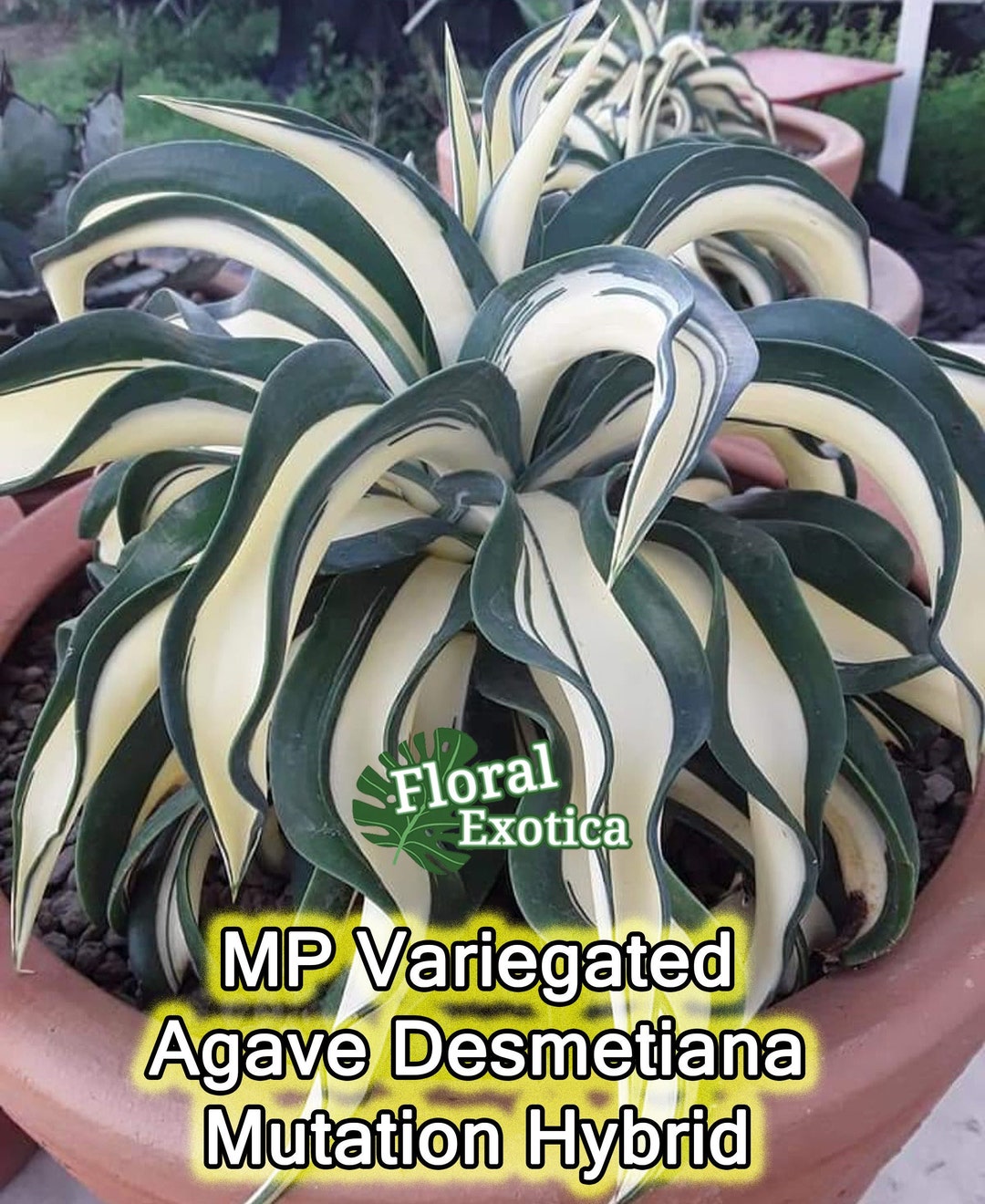 Variegated Agave Desmetiana: MP Collector Agave, "parrot Beak" Mutation ...