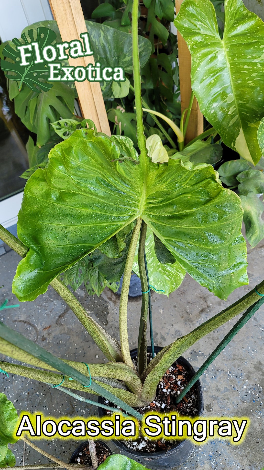 Alocasia Macrorrhiza Stingray Highly Unusual Collector Alocassia ...