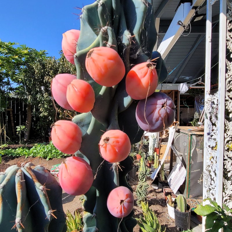 Blue Cactus Live Plant - Etsy