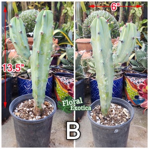 Blue Myrtle-bilberry Cactus Blueboys Myrtillocactus Geometrizans ...