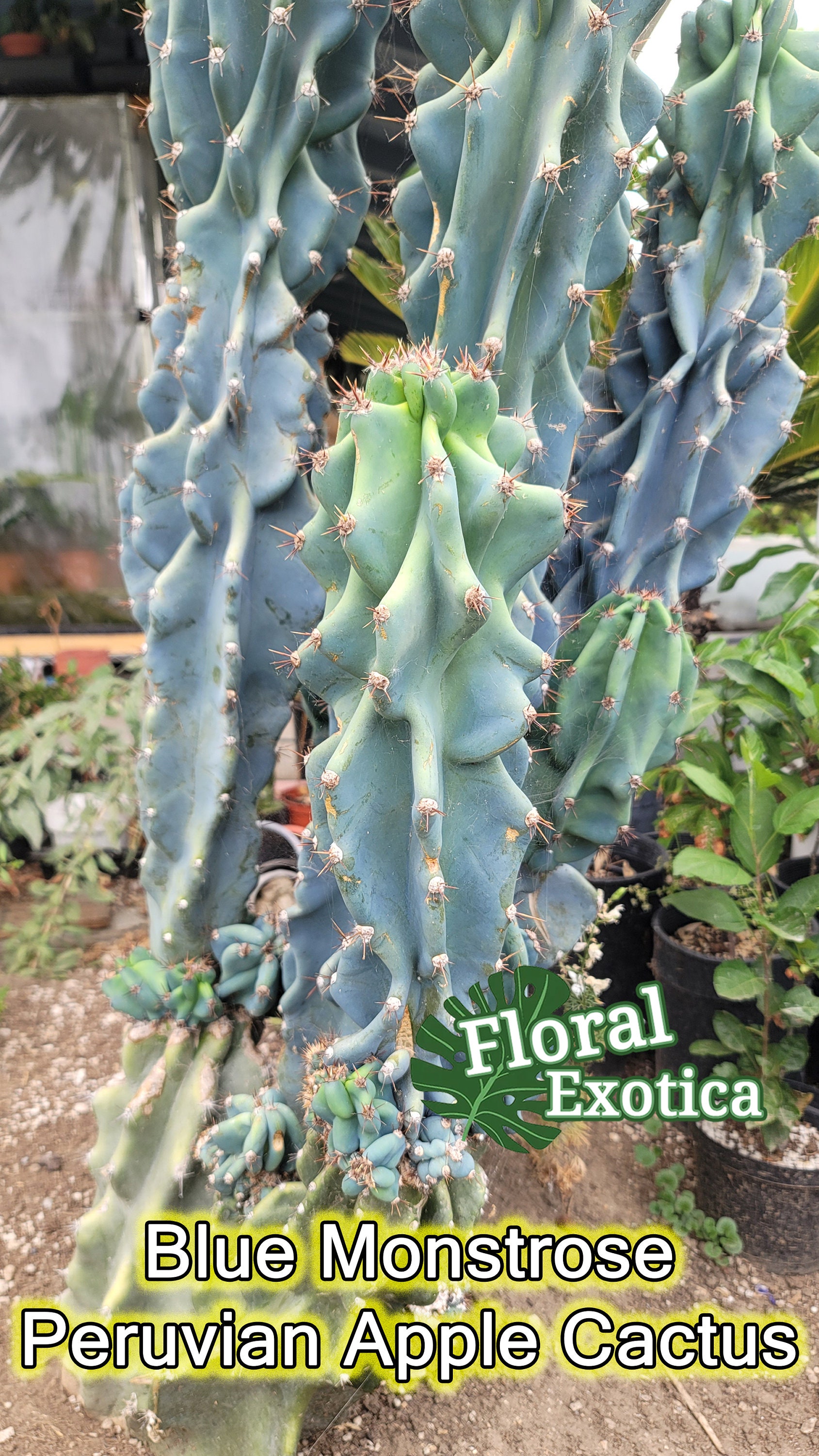 Blue Monstrose Peruvian Cactus Cuttings Rare Strain of Apple | Etsy