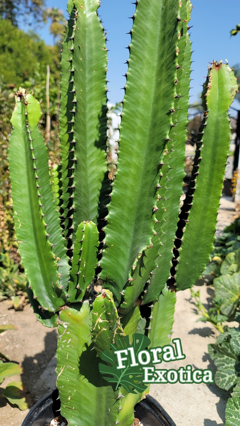 Euphorbia Chocolate Drop Cactus - African Candelabra - Etsy