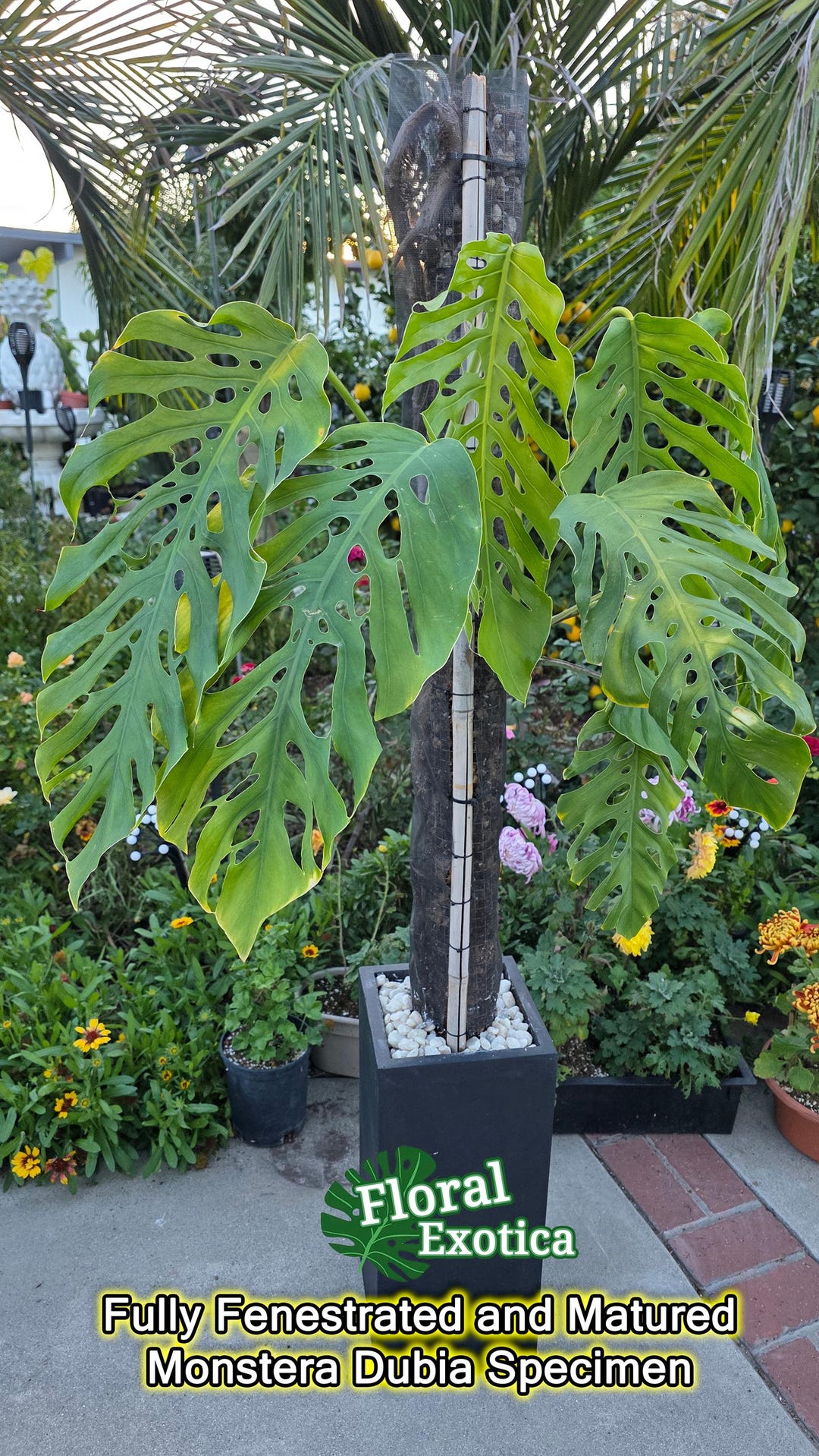 Monstera Dubia - Fully Matured and Fenstrated Large Specimen - Exact ...