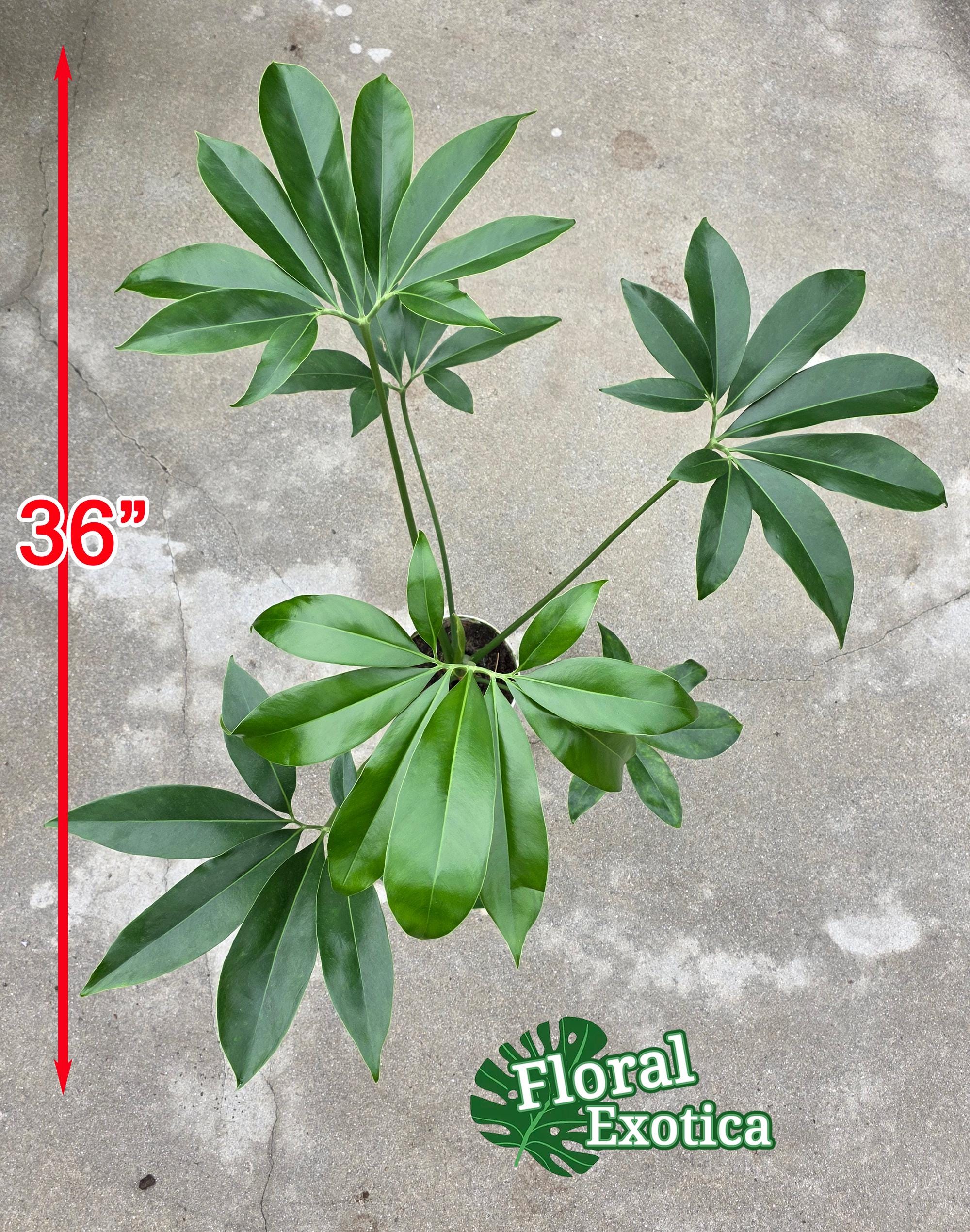 Philodendron Goeldii - Thaumatophyllum Spruceanum - Fun Bun Finger Leaf ...