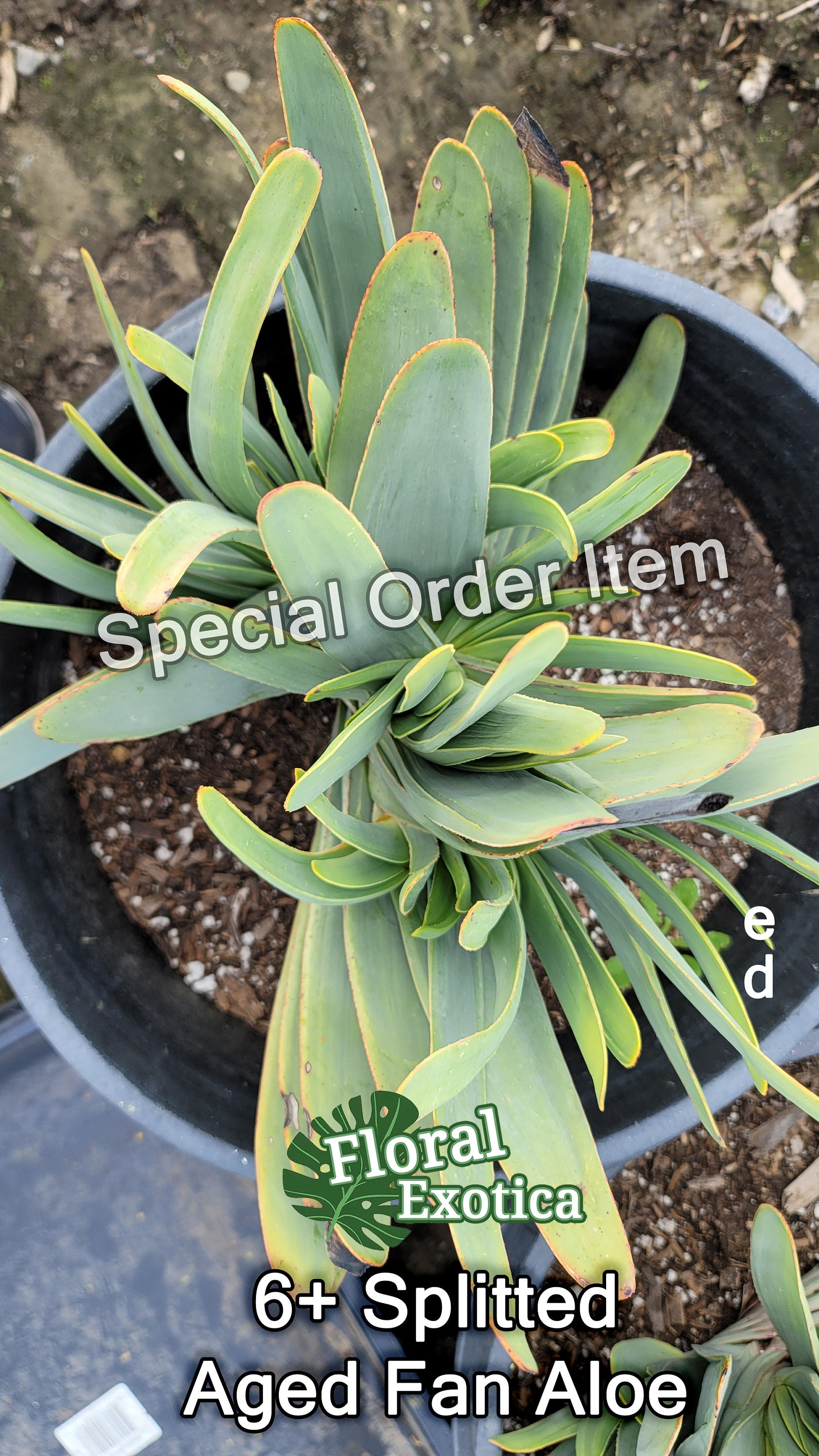 Fan Aloe Plicatilis 5 Gal Mature Specimen 12 leaves | Etsy