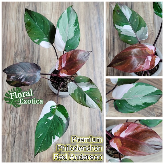 Philodendron Red Anderson Variegated - Aroid Variegated Houseplants ...