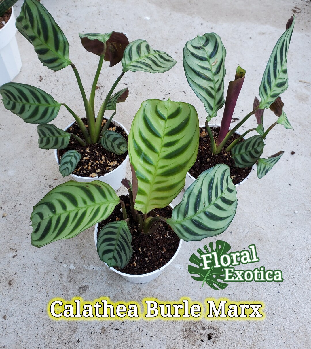 Calathea Burle Marx – Compact Blue Prayer Plant, Easy to Grow - Etsy ...