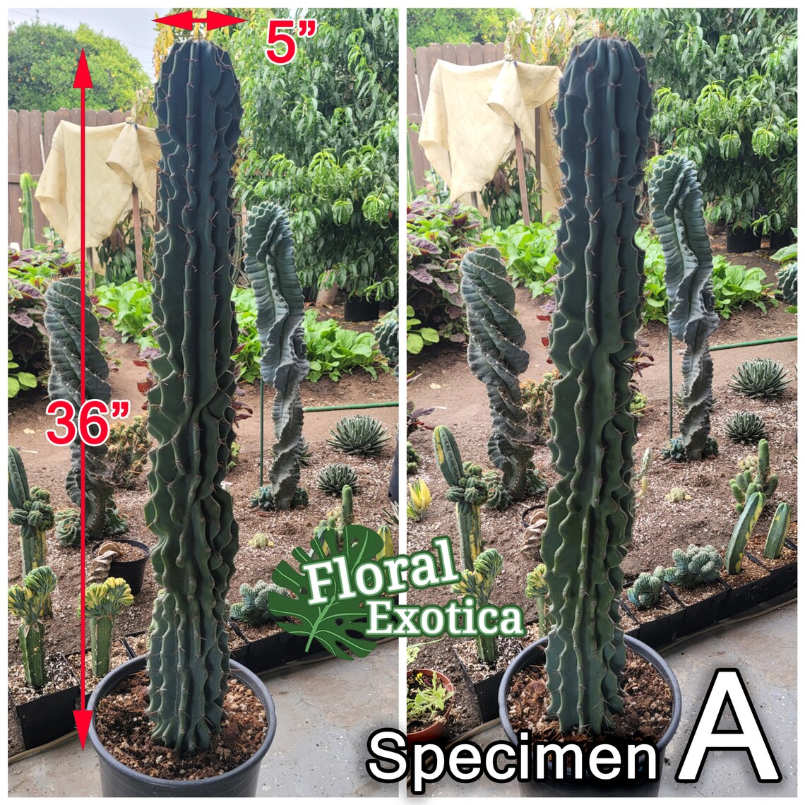 Blue Monstrose Peruvian Cactus Cuttings Rare Strain of Apple | Etsy