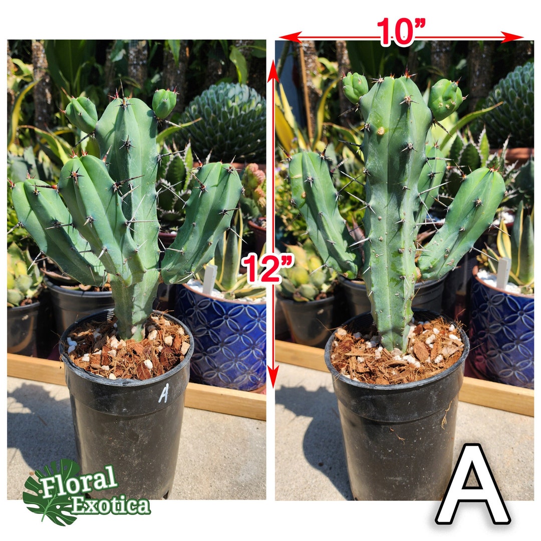 Blue Myrtle-bilberry Cactus Blueboys Myrtillocactus Geometrizans ...