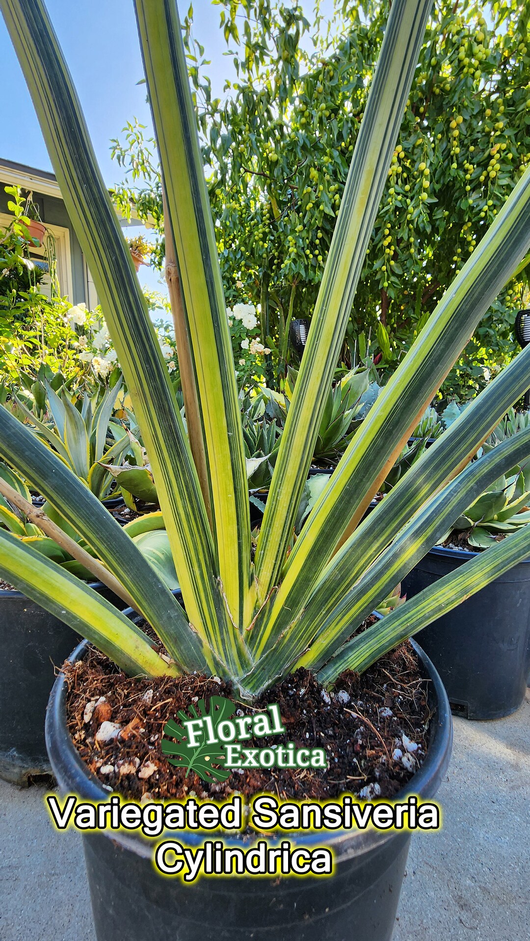 Variegated 'mohawk' Sansevieria - Fan Shaped Sanseveria - Sanseveria ...