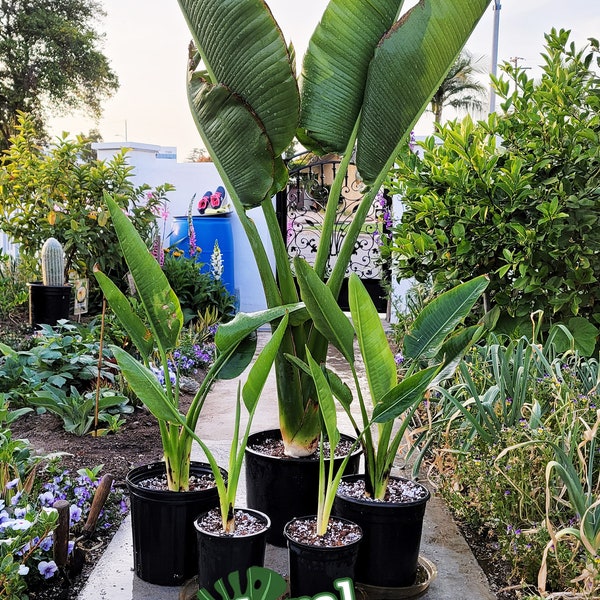 Ravenala Madagascariensis Plant - Etsy