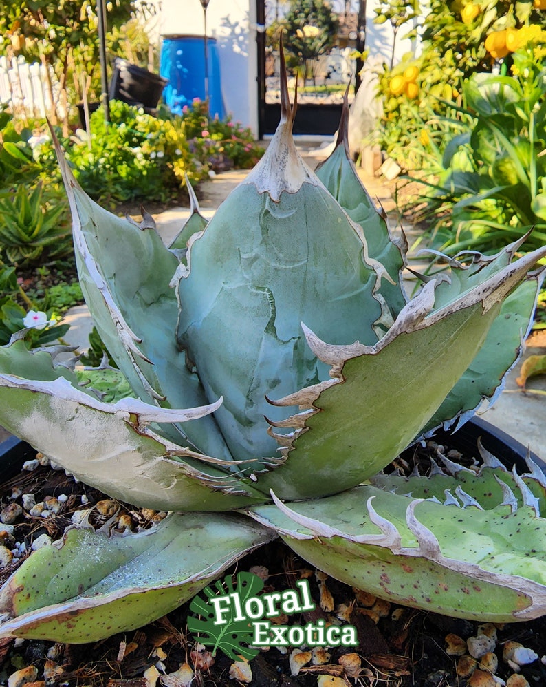 Titanota "white Ice"- アガベ チタノタ ホワイトアイス - 白冰嚴龍 - 希少植物 - Rare Specimen ...