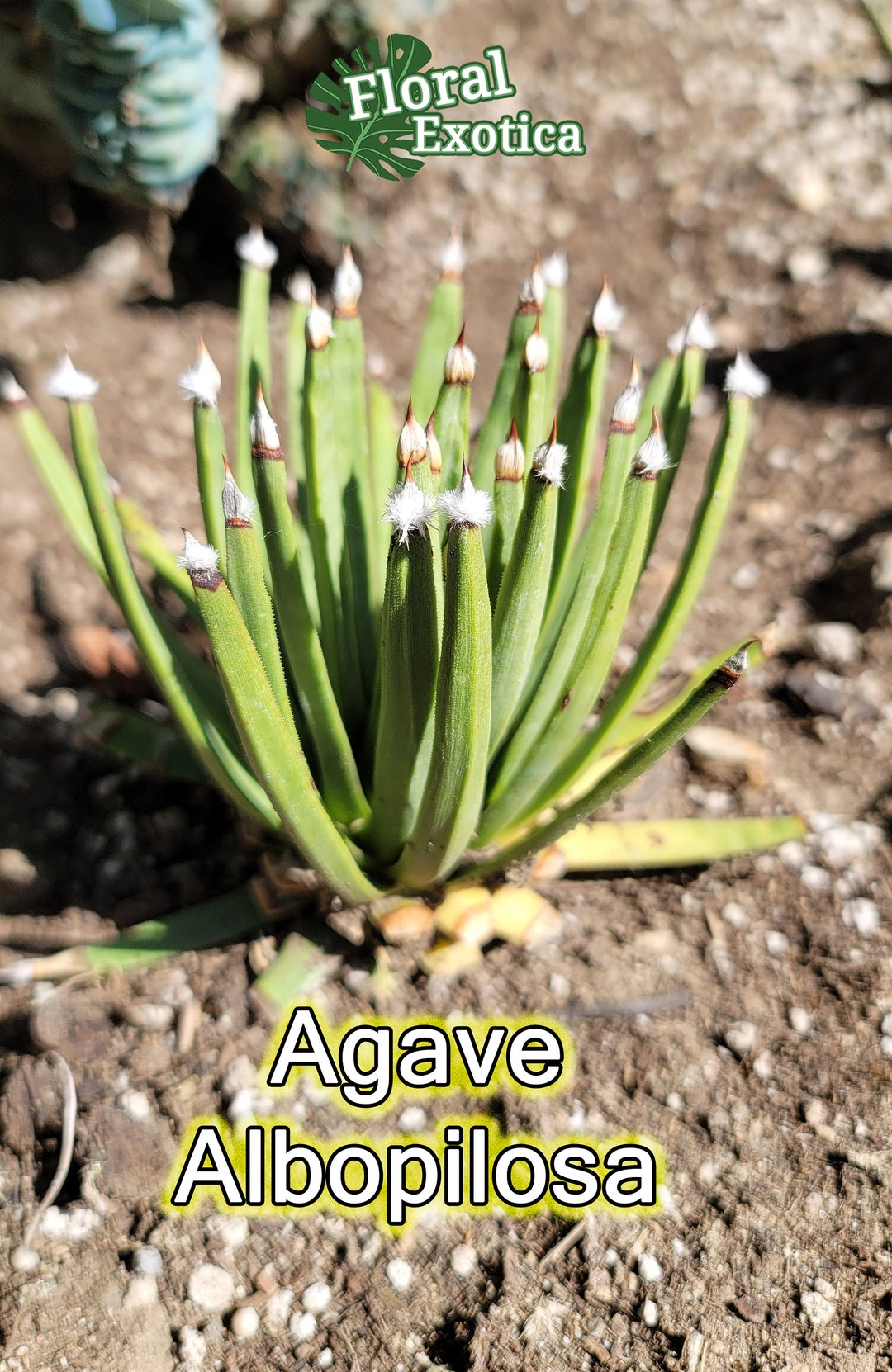 Agave Albopilosa Snow Puff Agave アガベ アルボポロサ 毛吹上龍舌蘭 龍舌蘭専門店 US Stock 植物検疫 ...