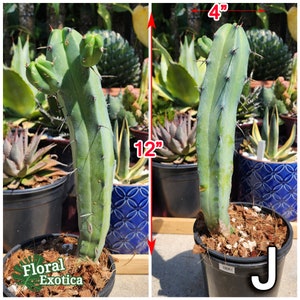 Blue Myrtle-bilberry Cactus Blueboys Myrtillocactus Geometrizans ...