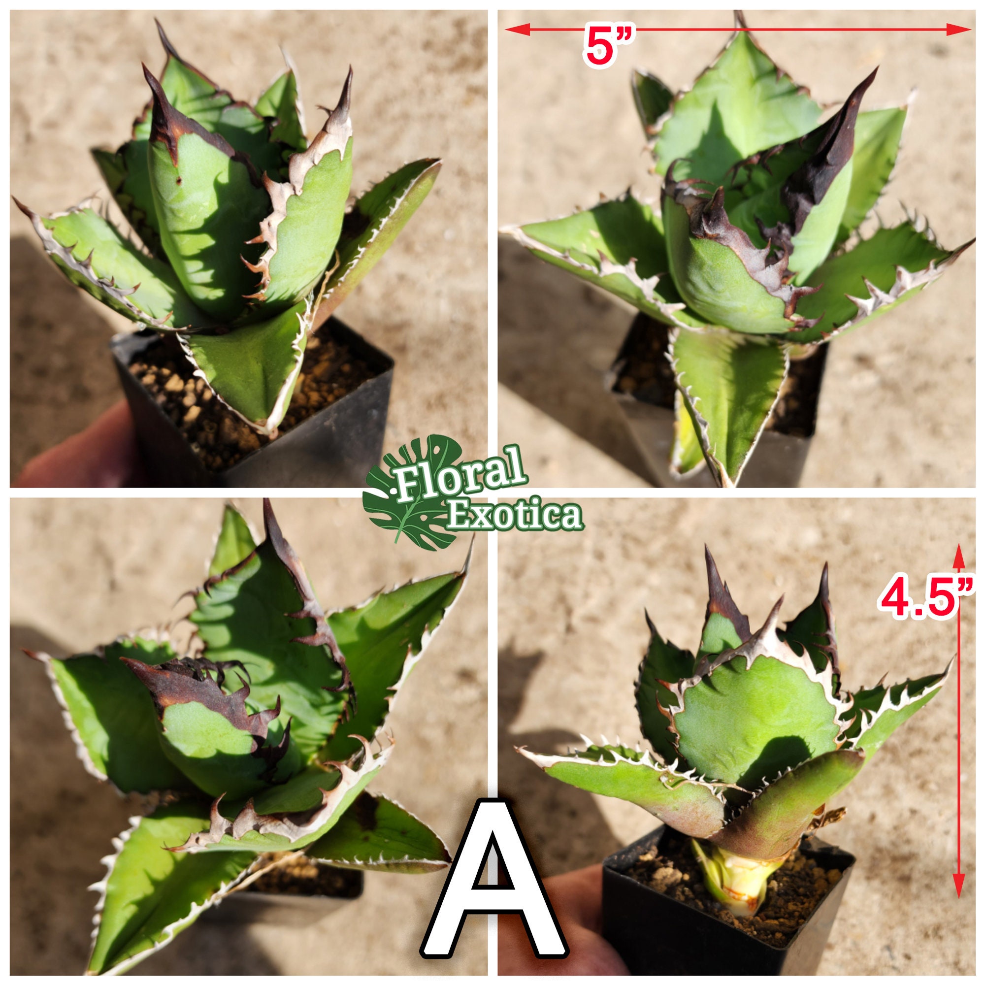 Titanota Titanota